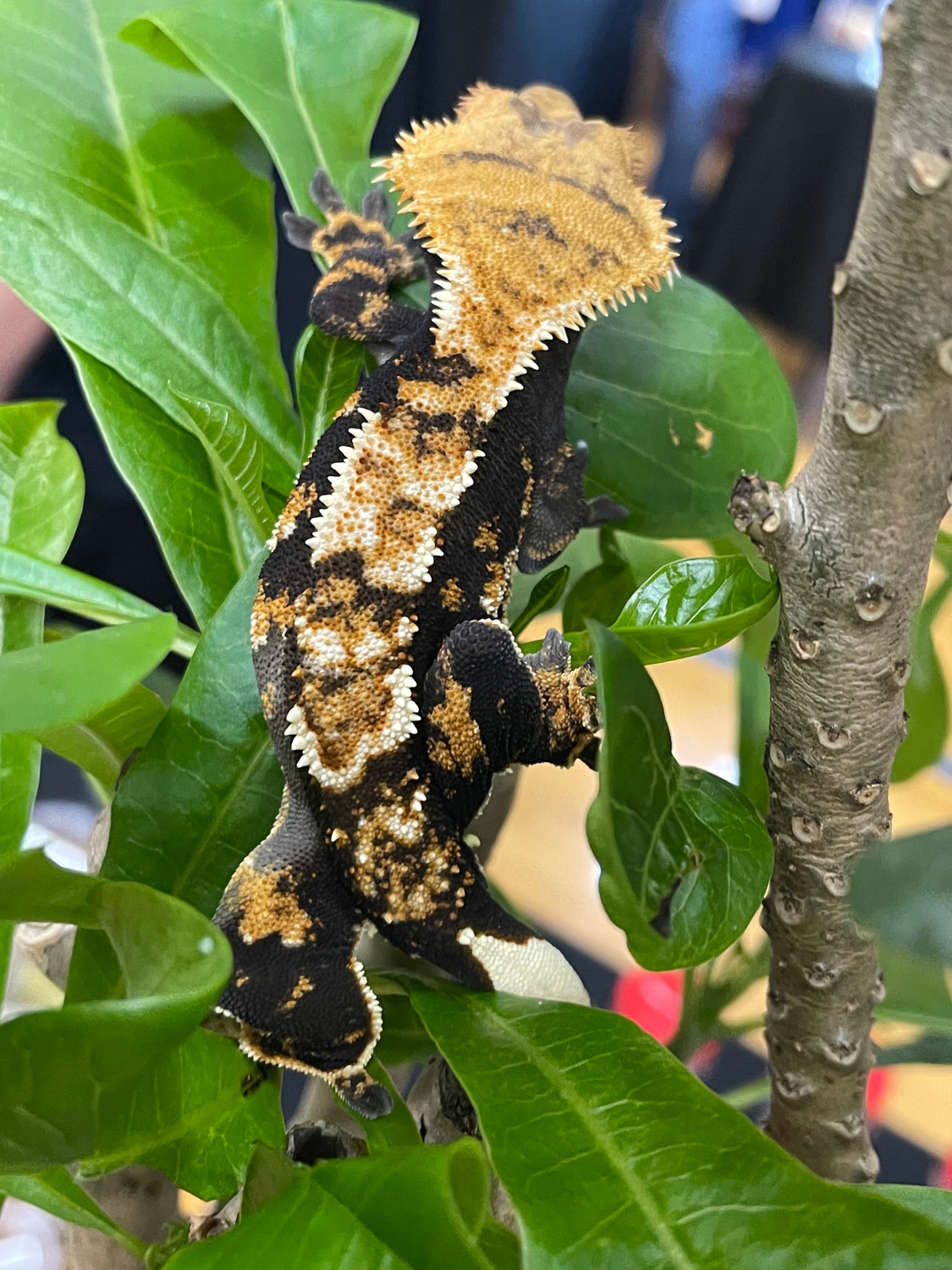 Tri Male Crested Gecko by Crestie Worx & Carnivorous Plants - MorphMarket