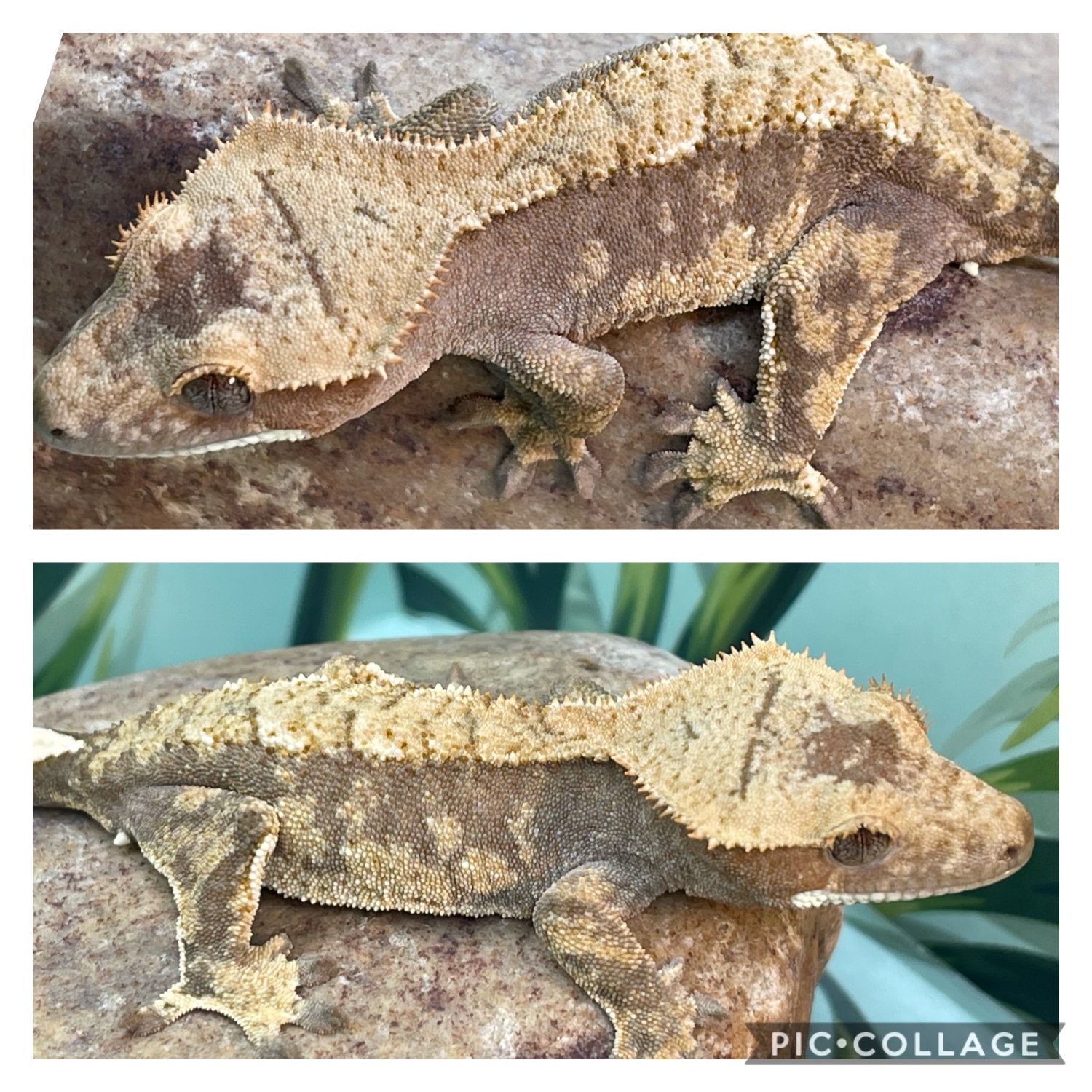 Cute Red/cream Harley Crested Gecko by Crestie Worx & Carnivorous ...