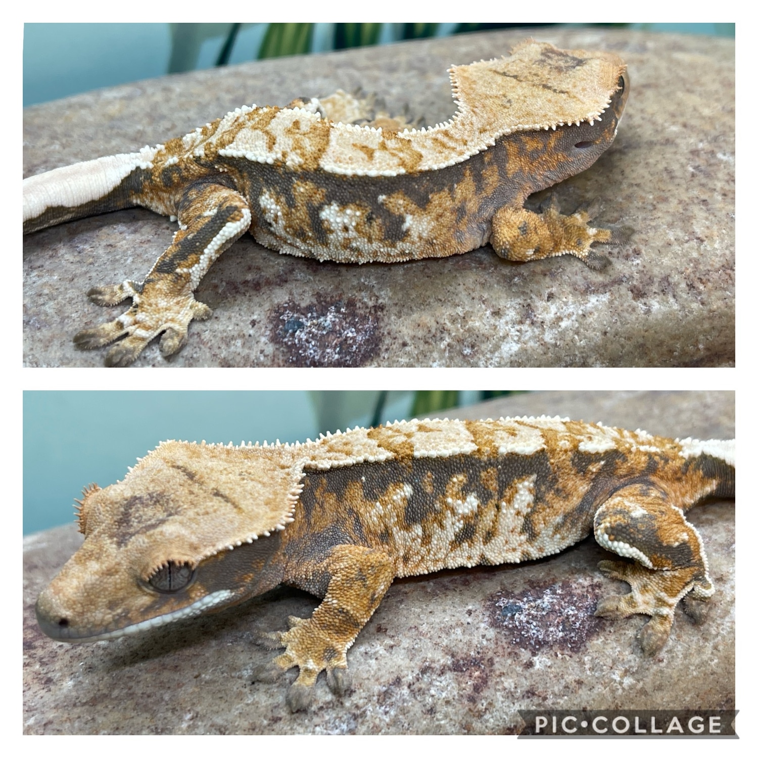 Tri Color Crested Gecko by Crestie Worx & Carnivorous Plants - MorphMarket