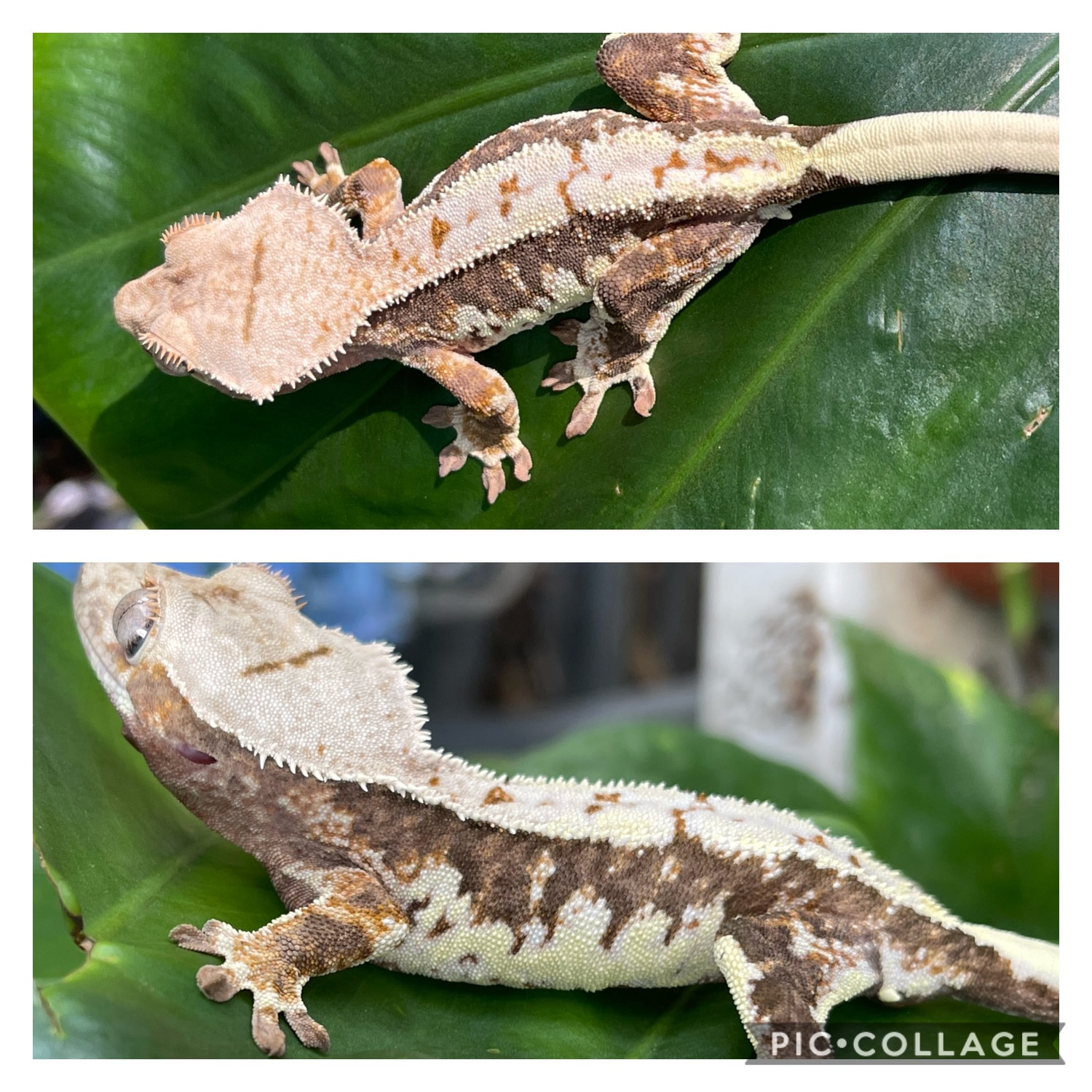 Free Shipping F2 Sired Lily Crested Gecko by Crestie Worx & Carnivorous ...