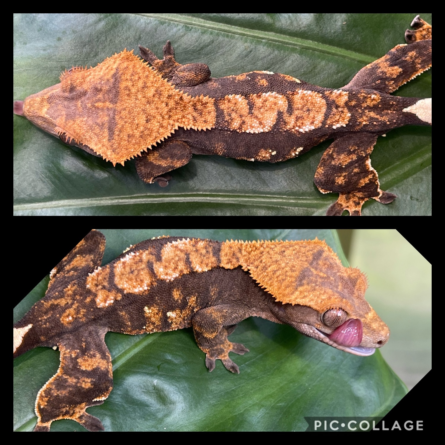 Free Shipping F2 Sired Female Crested Gecko by Crestie Worx ...