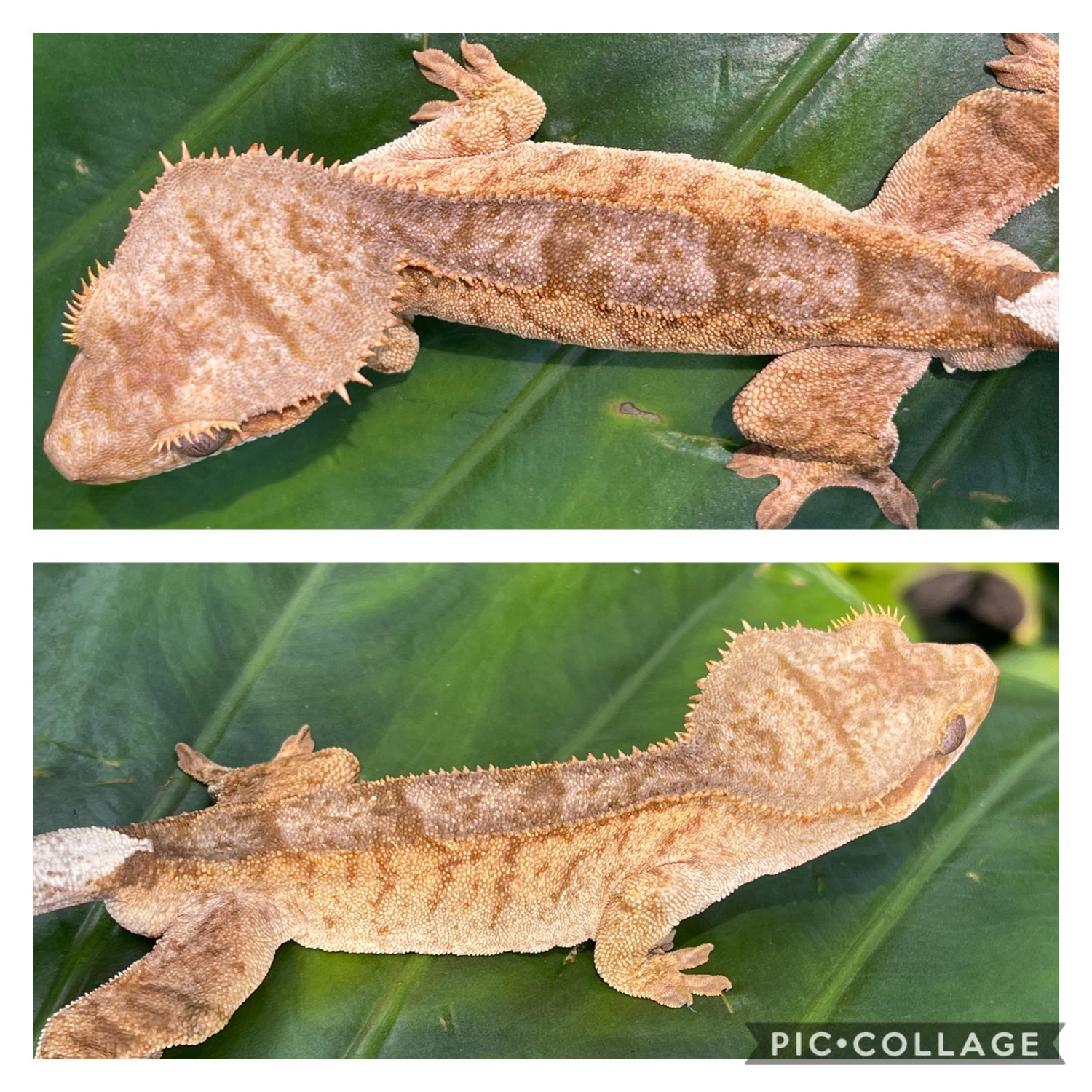 Free Shipping Funky Yellow Phantom Brindle Crested Gecko by Crestie ...