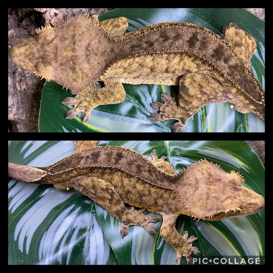Yellow Phantom Brindle Crested Gecko by Crestie Worx & Carnivorous Plants