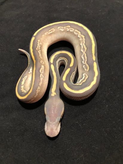 Black Pastel Mojave Ghost Ball Python by Cwpo Exotics