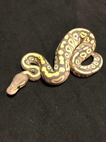 Mojave Ghost Ball Python by Cwpo Exotics
