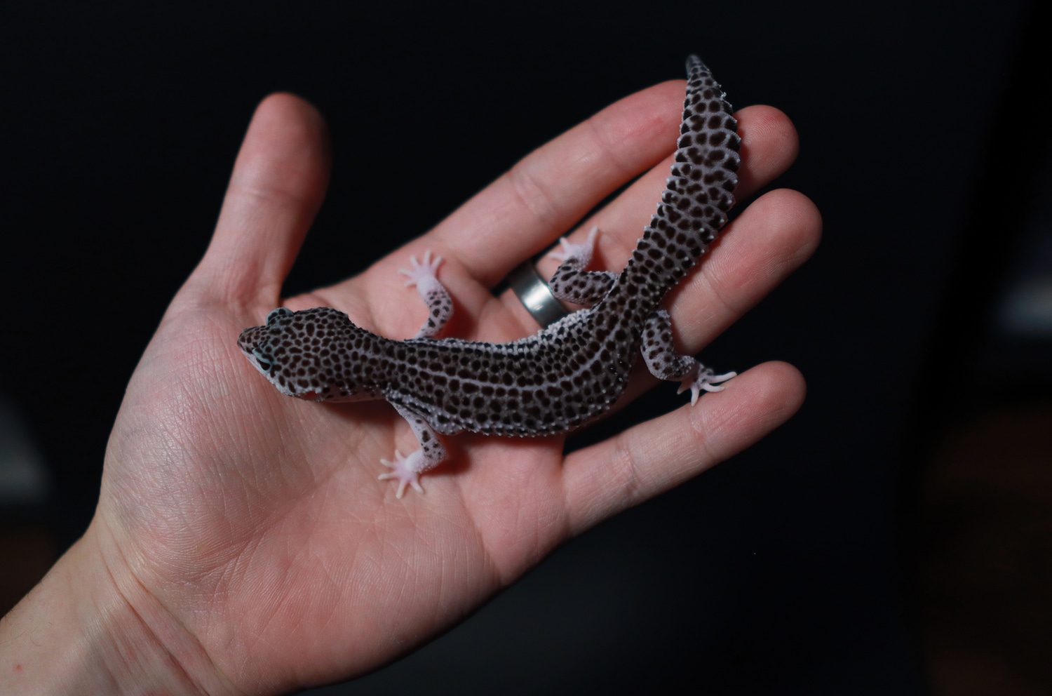 Black Night Super Snow Eclipse Leopard Gecko by Geckopia - MorphMarket