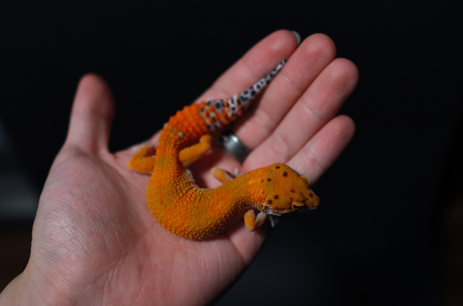 Blood Tangerine Leopard Gecko by Geckopia - MorphMarket