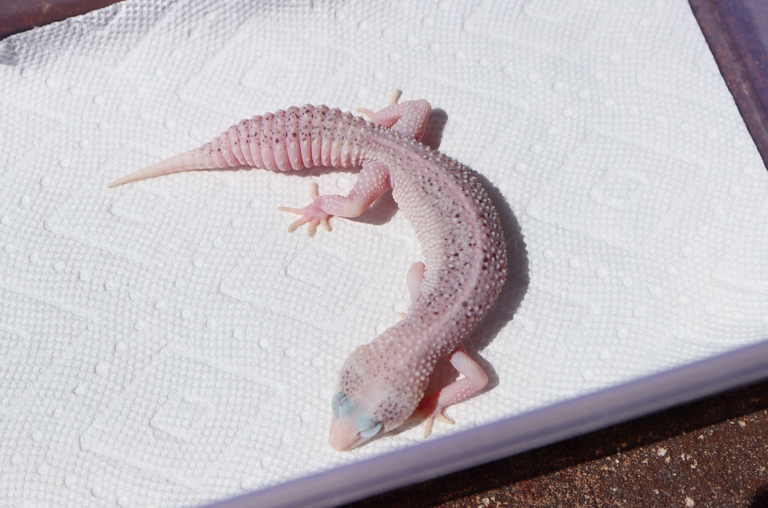 Pied Super Snow Eclipse - Female Leopard Gecko by Geckopia - MorphMarket