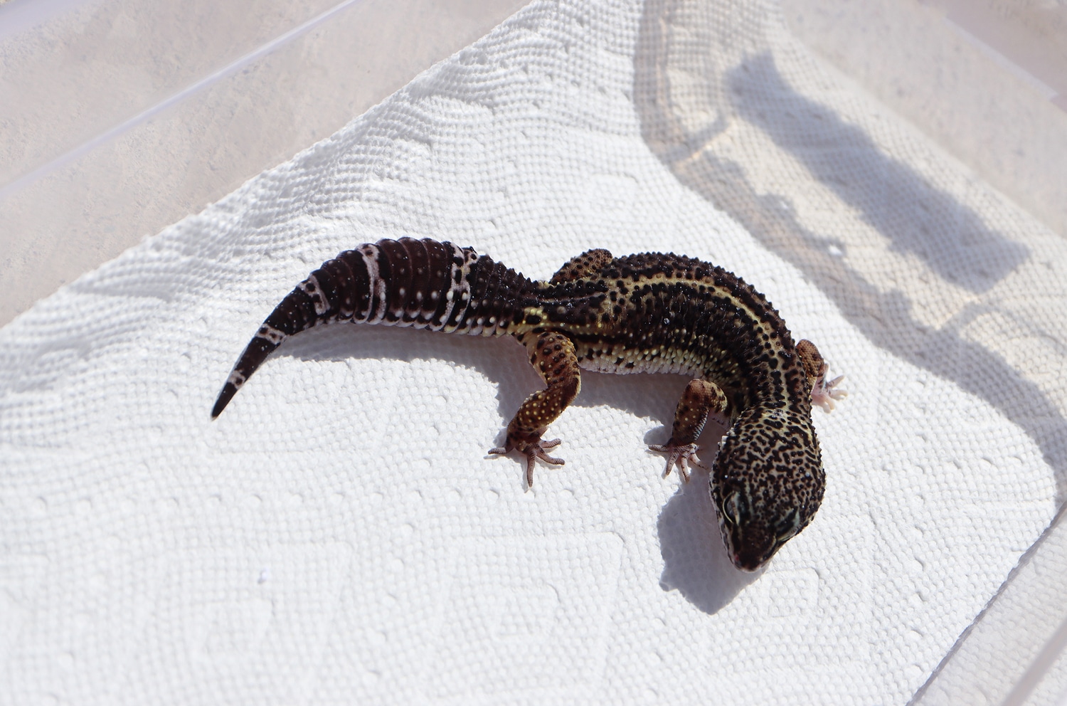 Pure Black Night - Female Leopard Gecko by Geckopia - MorphMarket