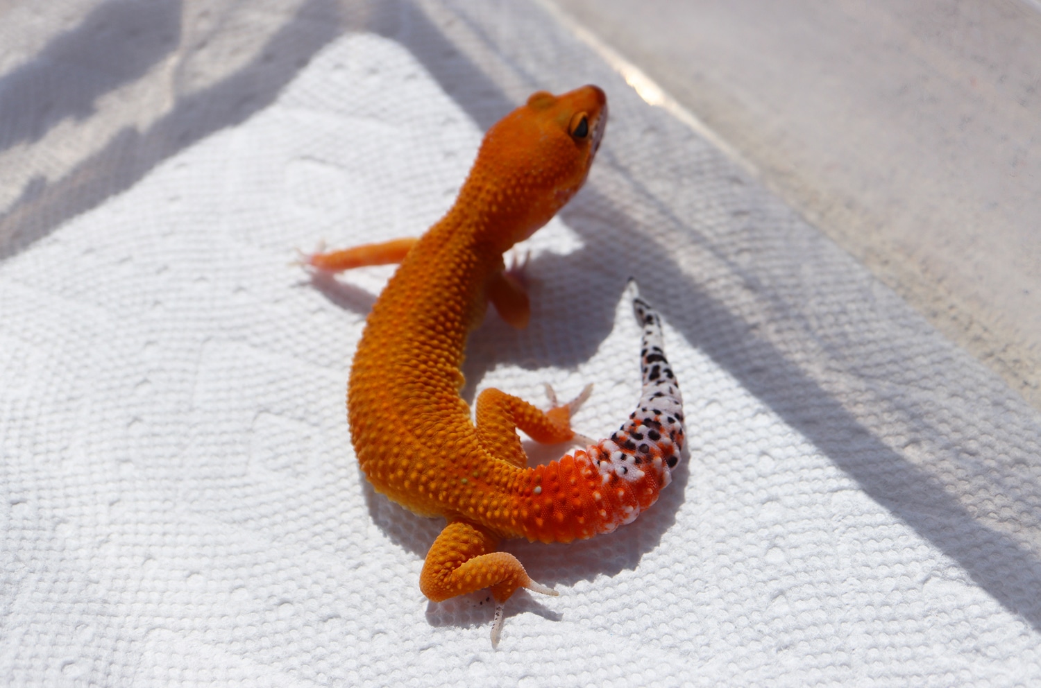 Blood Tangerine - Female Leopard Gecko by Geckopia - MorphMarket