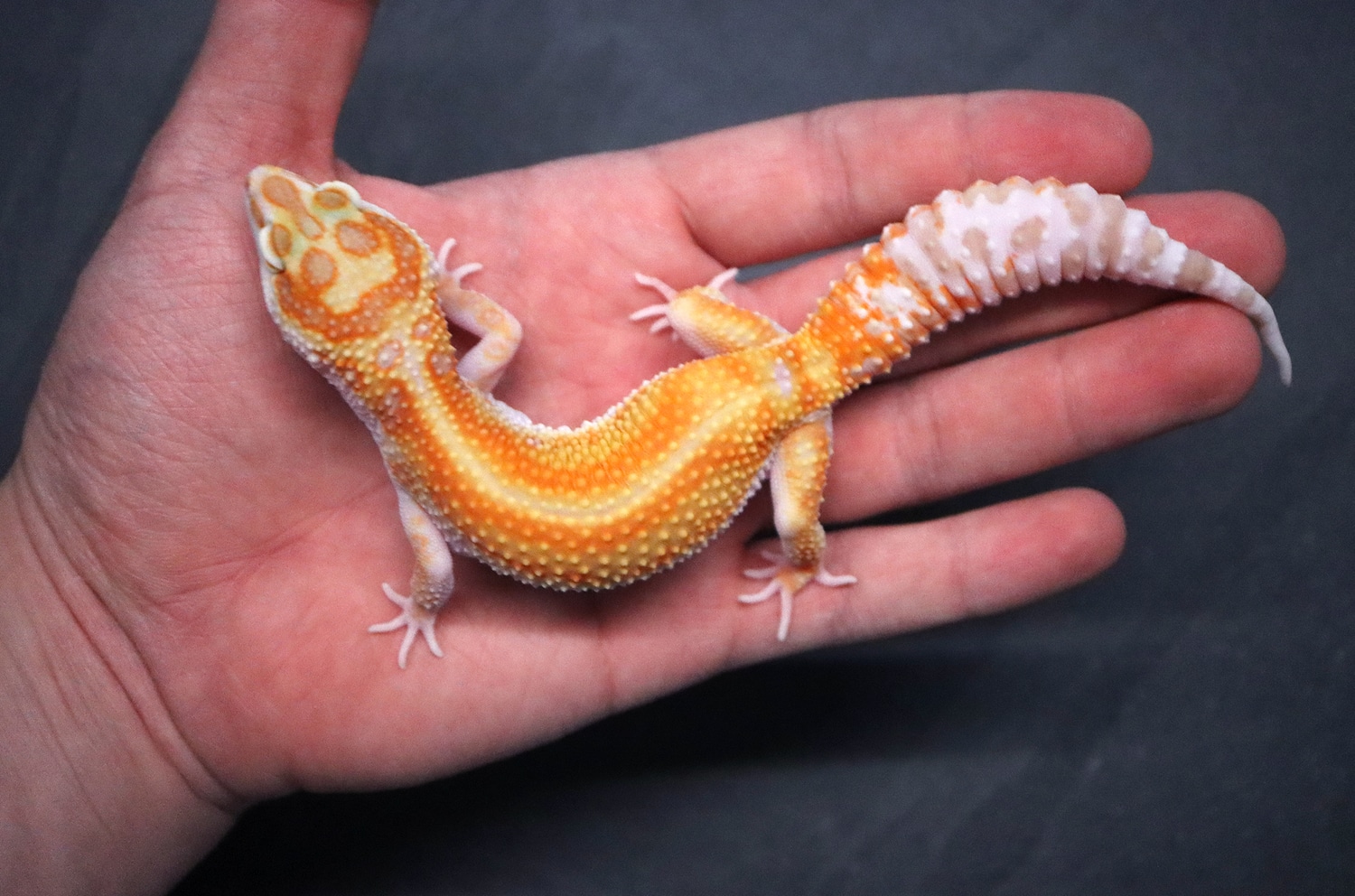 Wy Stripe Tremper Het Eclipse - Female Leopard Gecko by Geckopia ...
