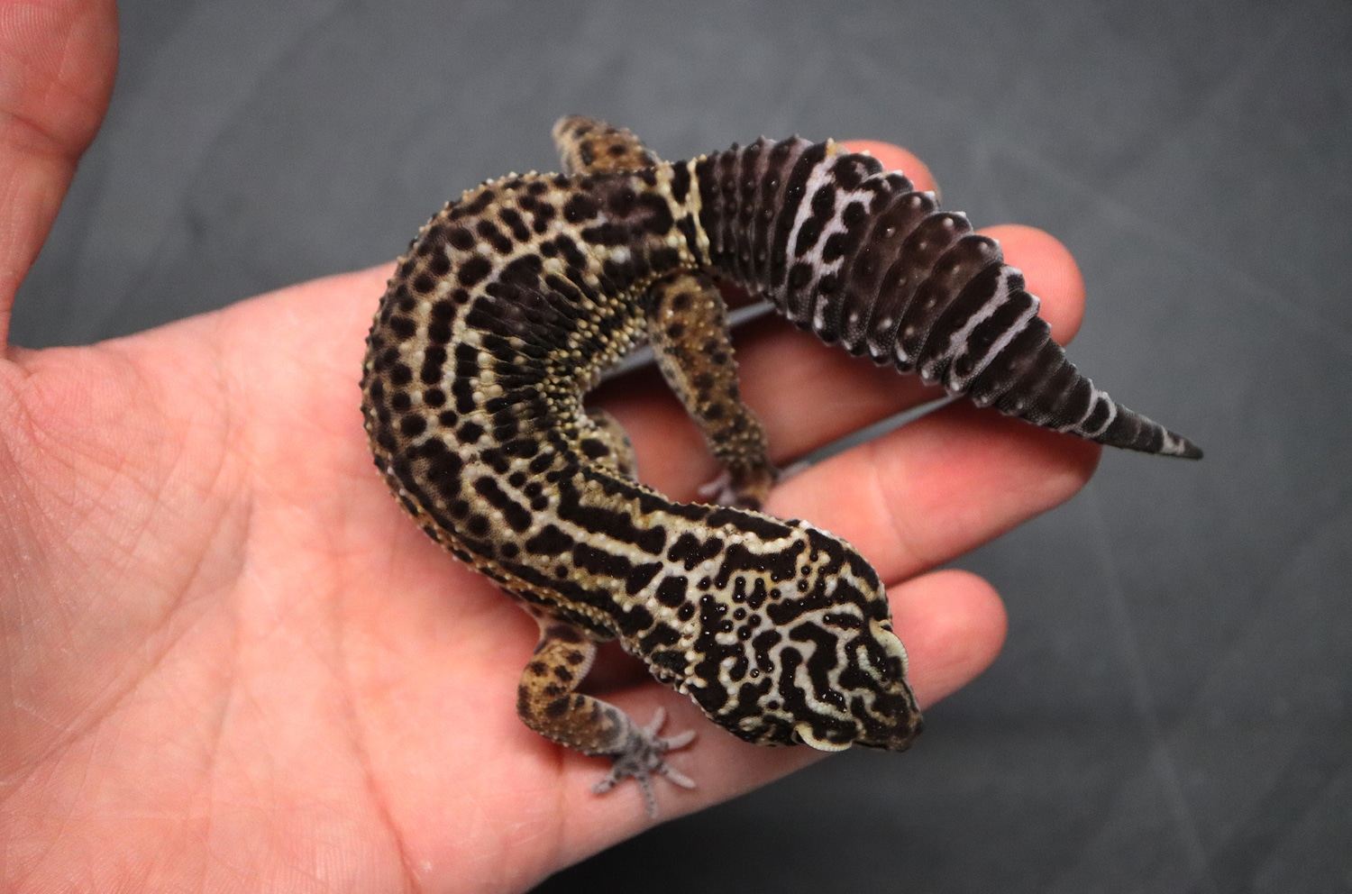 Pure Black Night Leopard Gecko by Geckopia - MorphMarket