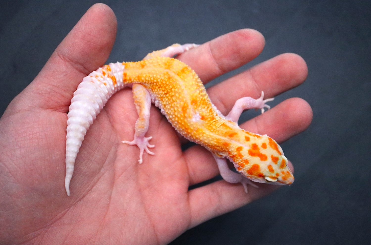 Wy Tremper Eclipse Leopard Gecko by Geckopia - MorphMarket