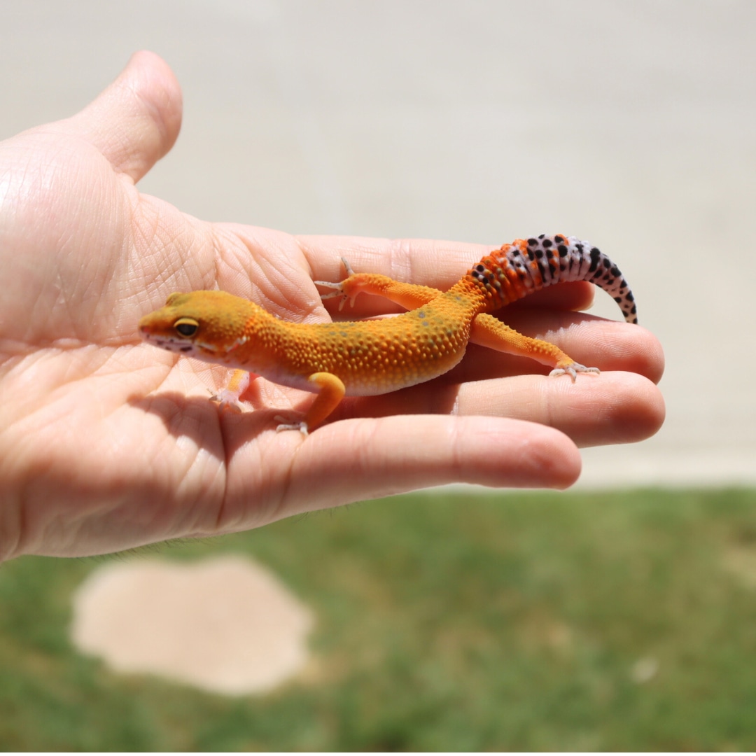 Blood Tangerine - TSF Leopard Gecko by Geckopia - MorphMarket