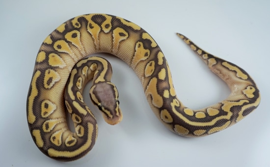 Pastel Lesser Ghost Het Clown Ball Python by Royal Ambassador Reptiles