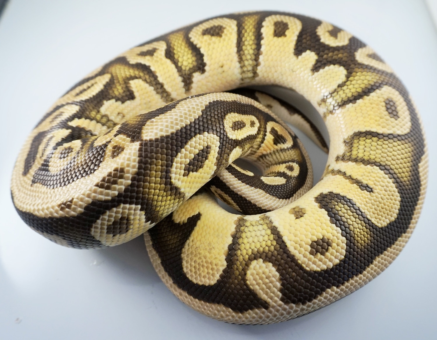 Pastel Orange Dream Specter Harlequin Ball Python by Royal Ambassador ...