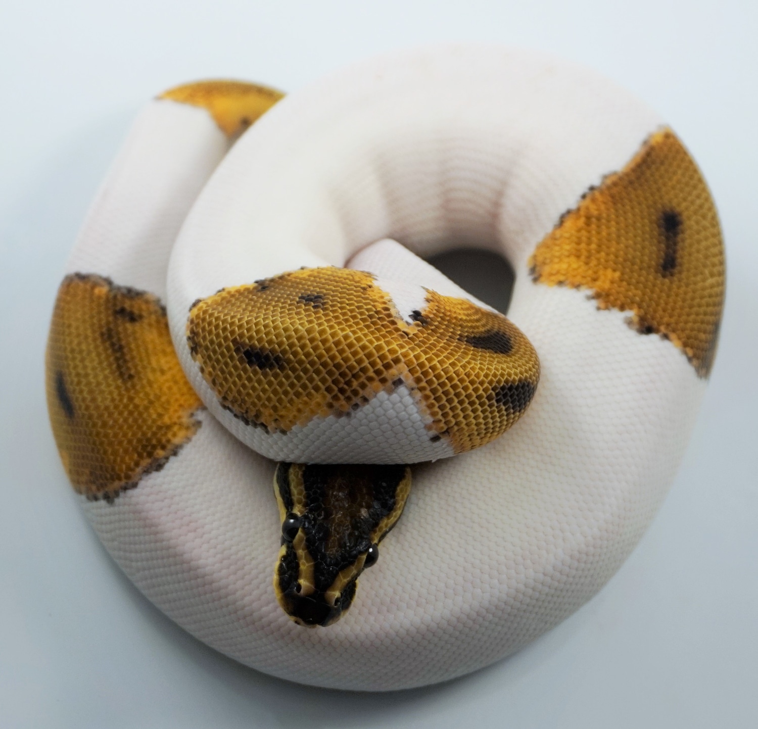 Orange Dream Piebald Het Lavender Ball Python by Royal Ambassador ...