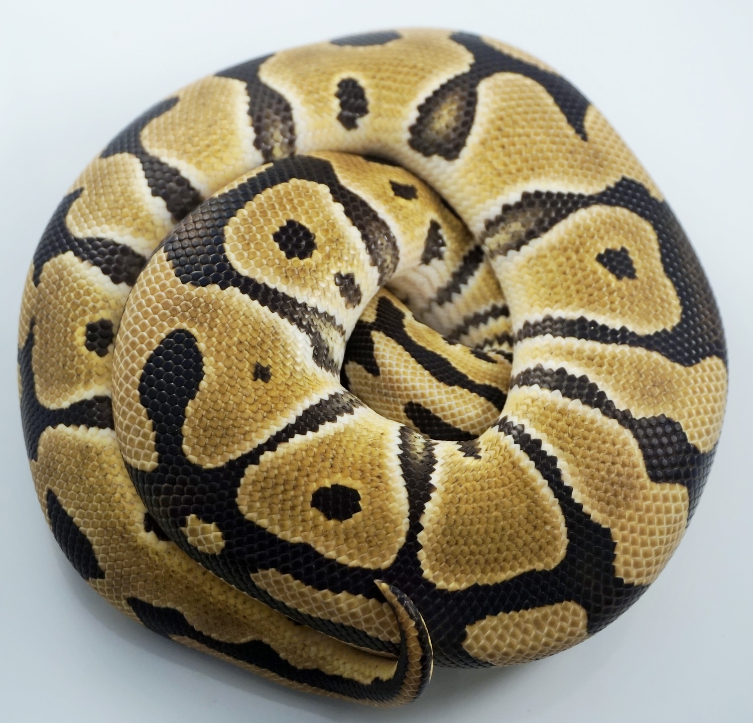Cryptic Blade Het Clown Ball Python by Royal Ambassador Reptiles ...