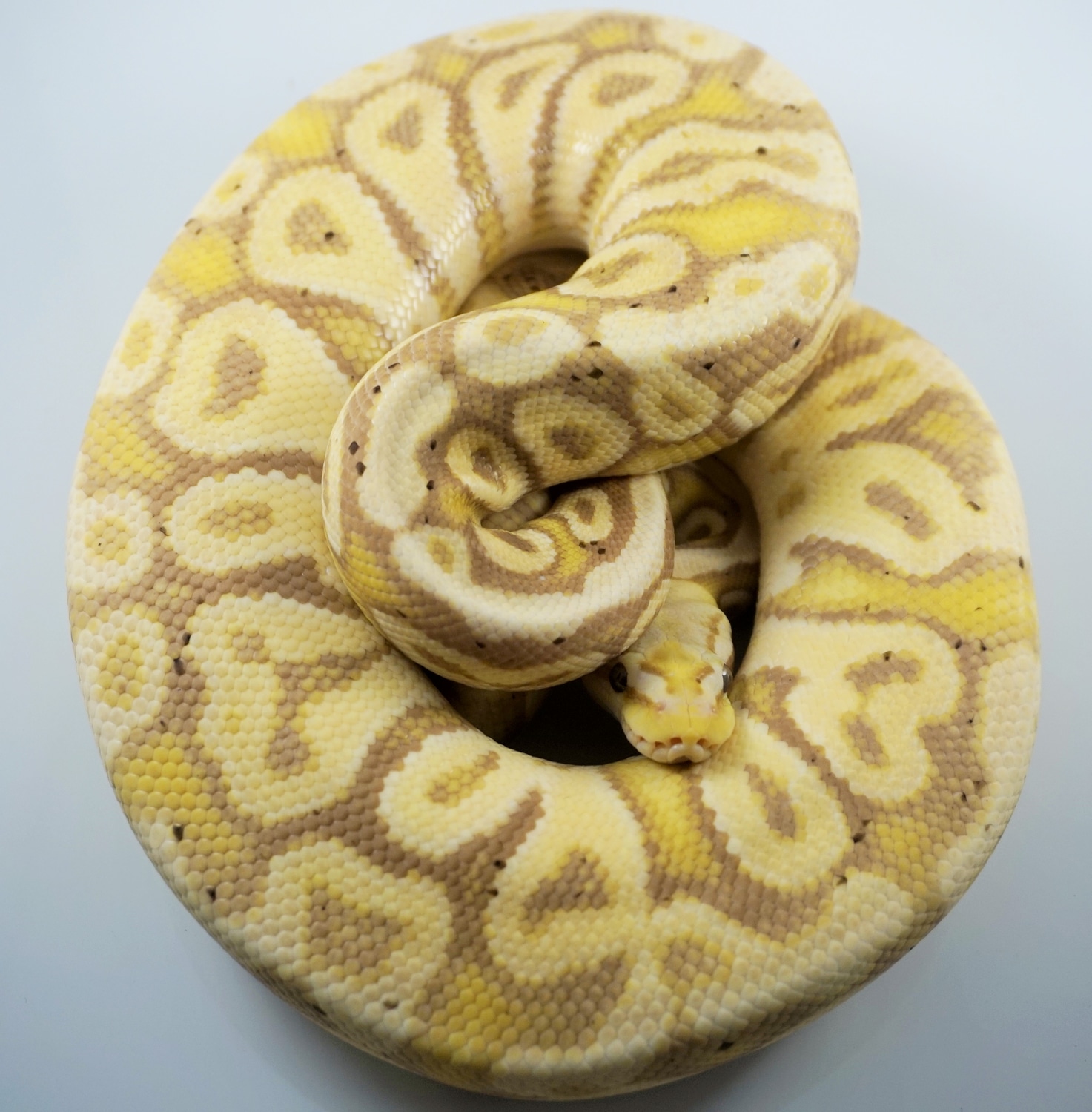 Pastel Banana Mahogany Het Clown Ball Python by Royal Ambassador ...