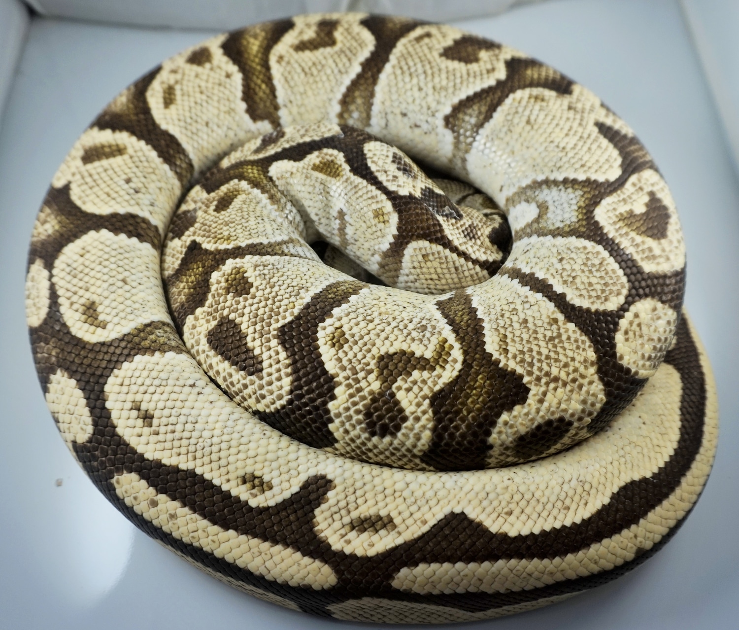 Orange Dream Fire Ball Python by Royal Ambassador Reptiles - MorphMarket