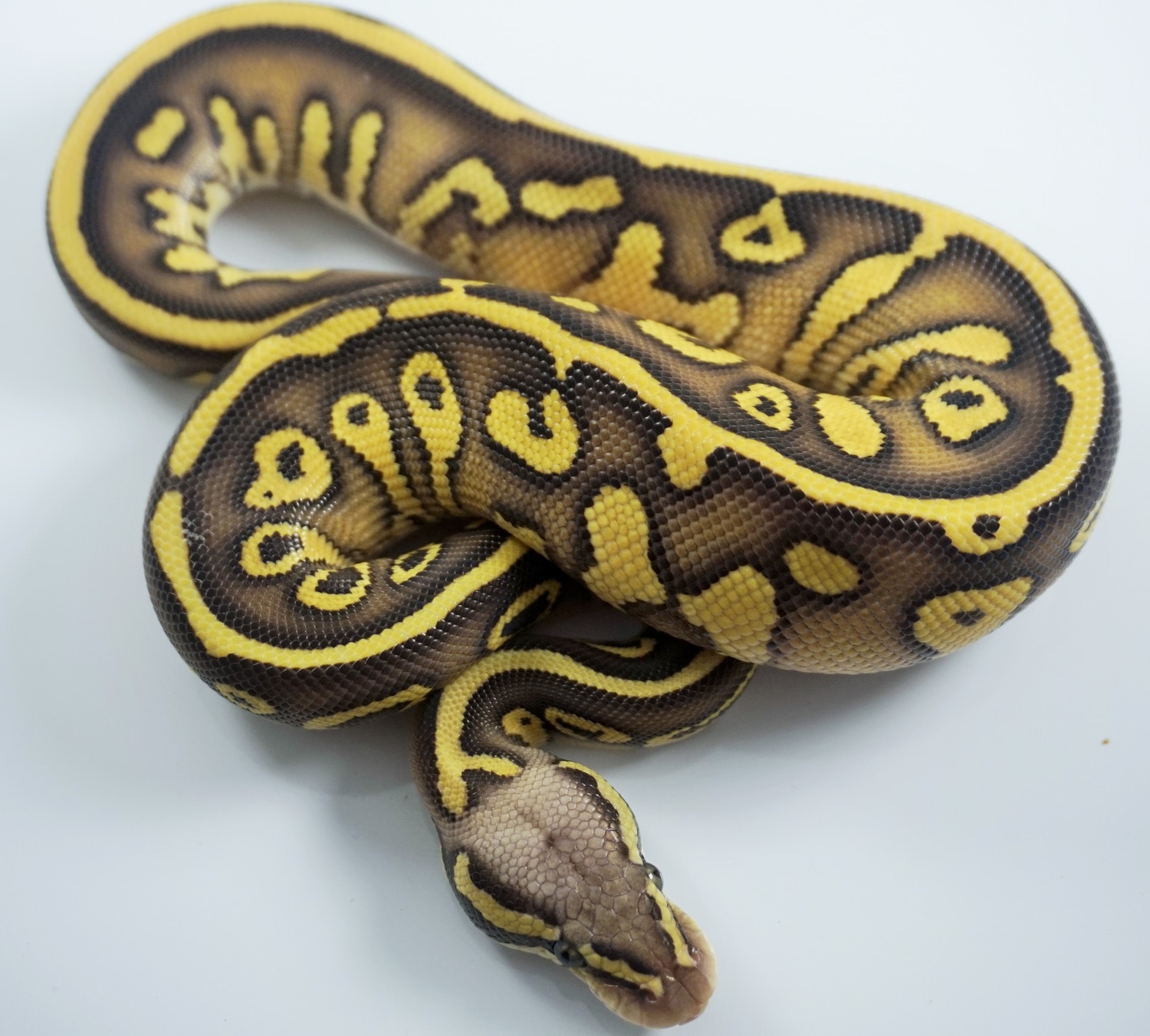 Pastel Lesser Leopard Het Ghost Het Ultramel Ball Python by Royal ...