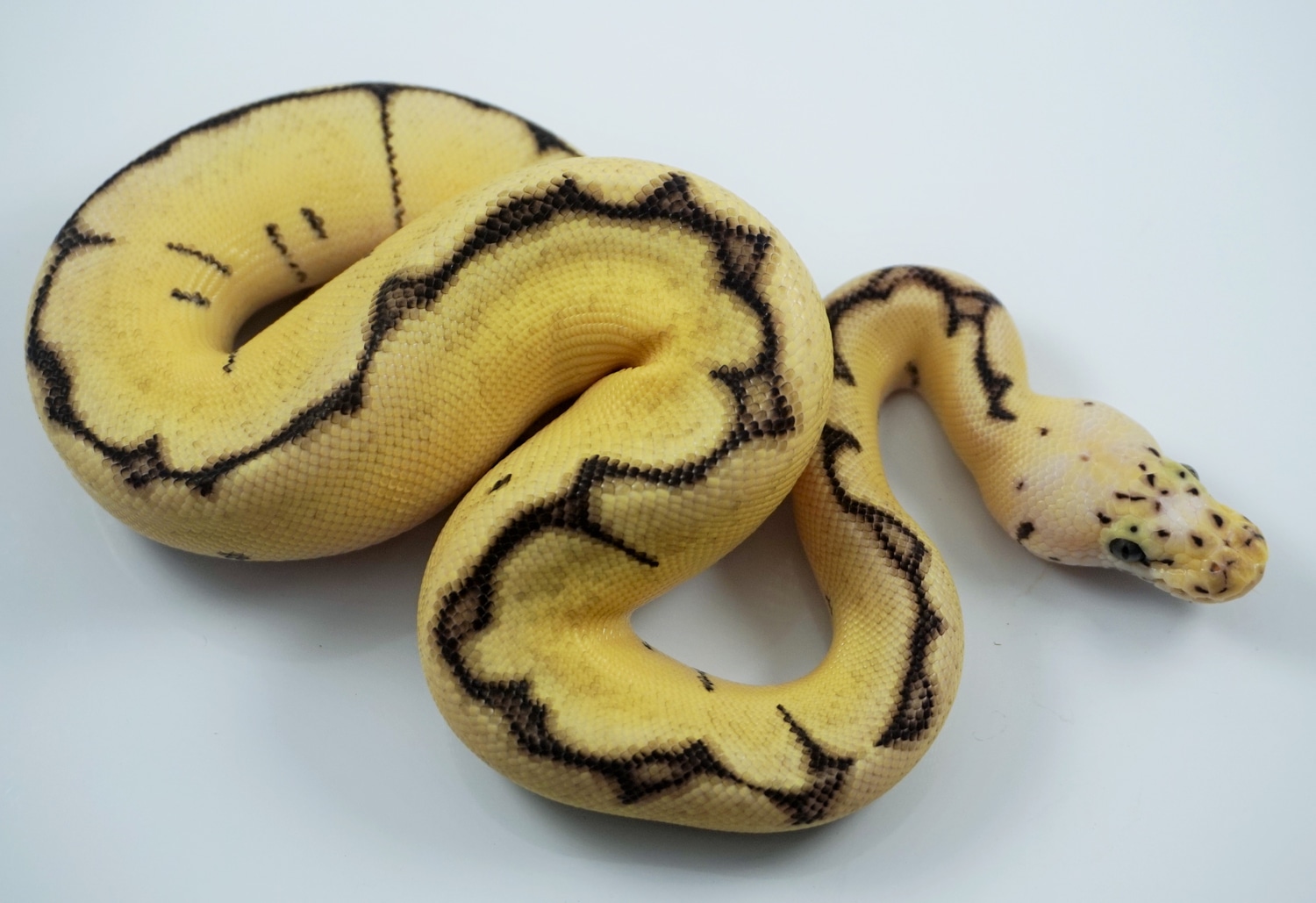 Bumble Bee Clown Het Axanthic Ball Python by Royal Ambassador Reptiles ...