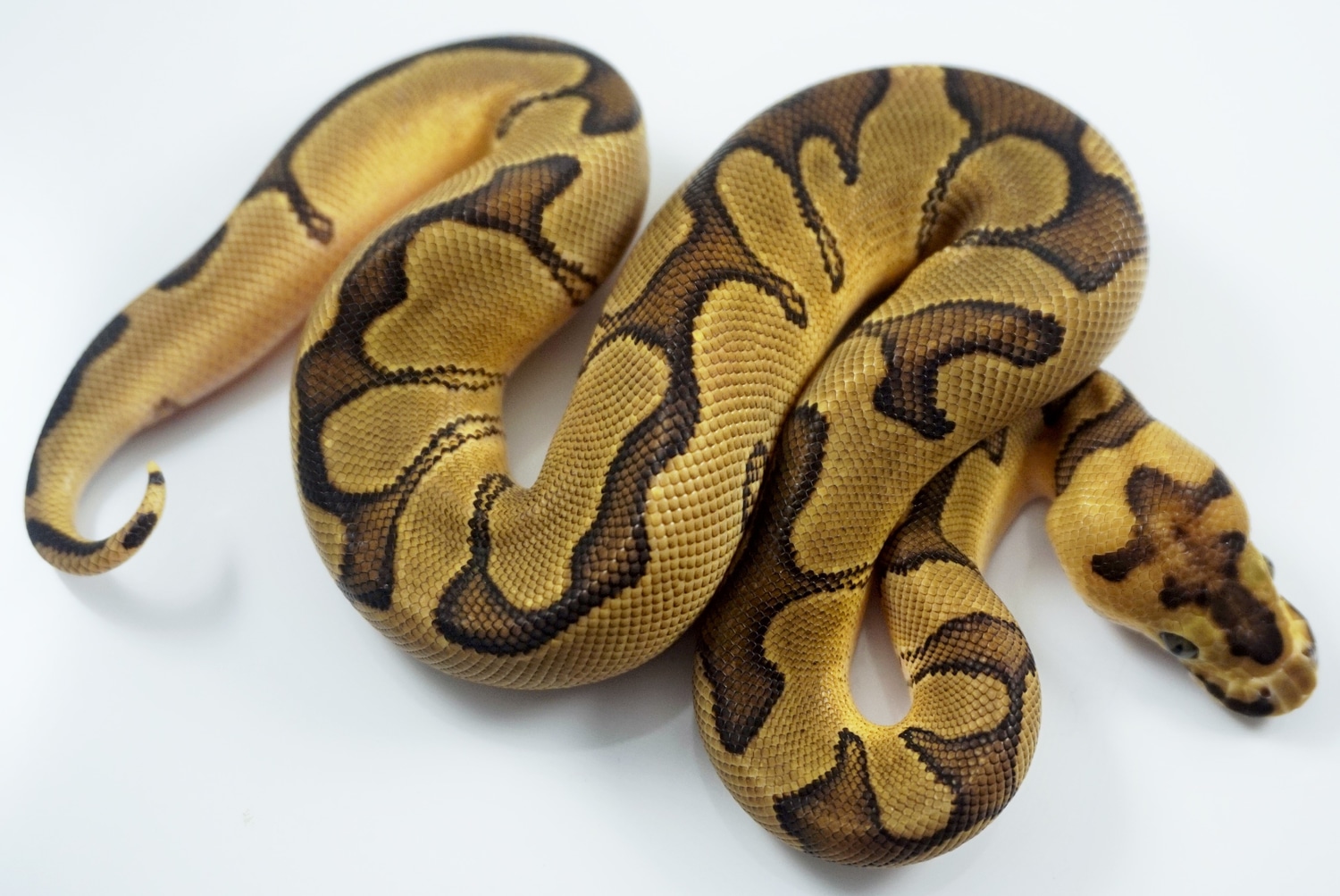 Super Enchi Clown Het Ghost Ball Python by Royal Ambassador Reptiles ...