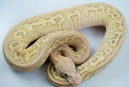 Super Pastel Spotnose Lesser Clown 100% Het Ghost Ball Python by Royal ...