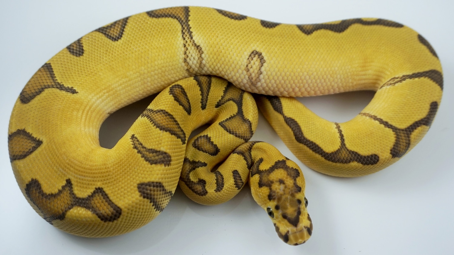 Super Enchi Ghost Clown Ball Python by Royal Ambassador Reptiles ...