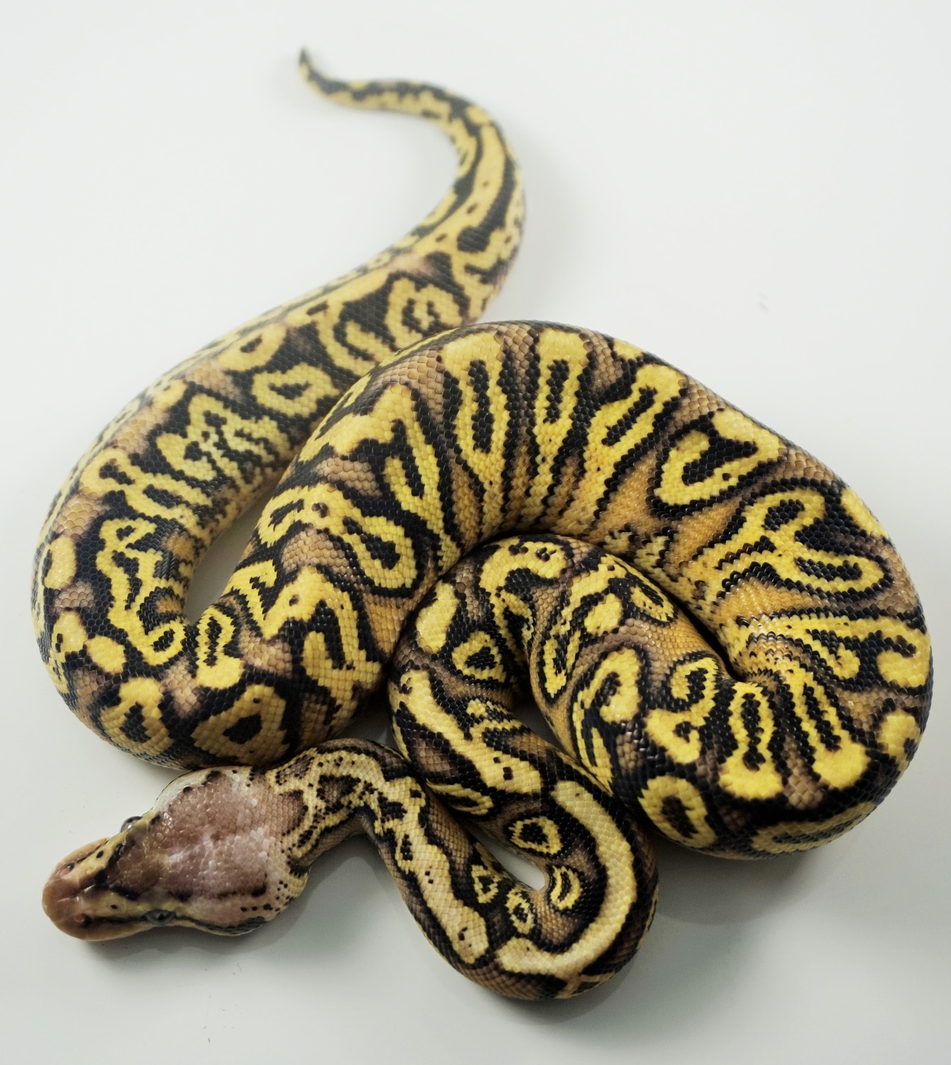 Pastel Hidden Gene Woma Yellow Belly Phantom 66 Possible Het Clown Ball ...