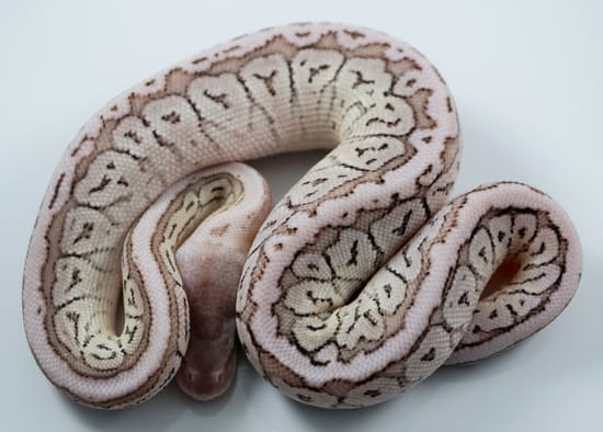 Pastel Mojave Axanthic Pinstripe Het Clown Ball Python by Royal ...