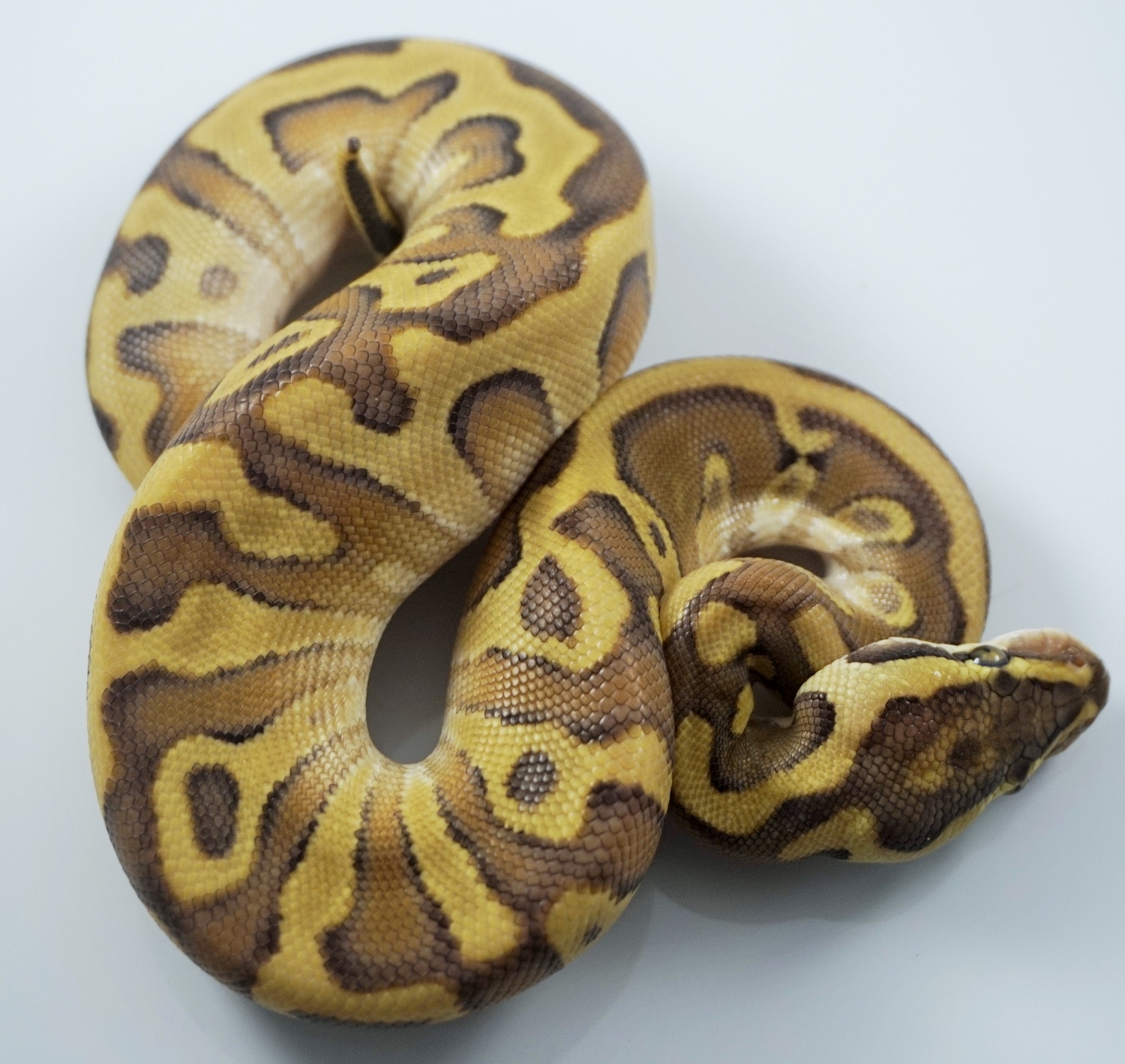 Enchi Lesser Leopard Het Clown Ball Python by Royal ambassador reptiles ...
