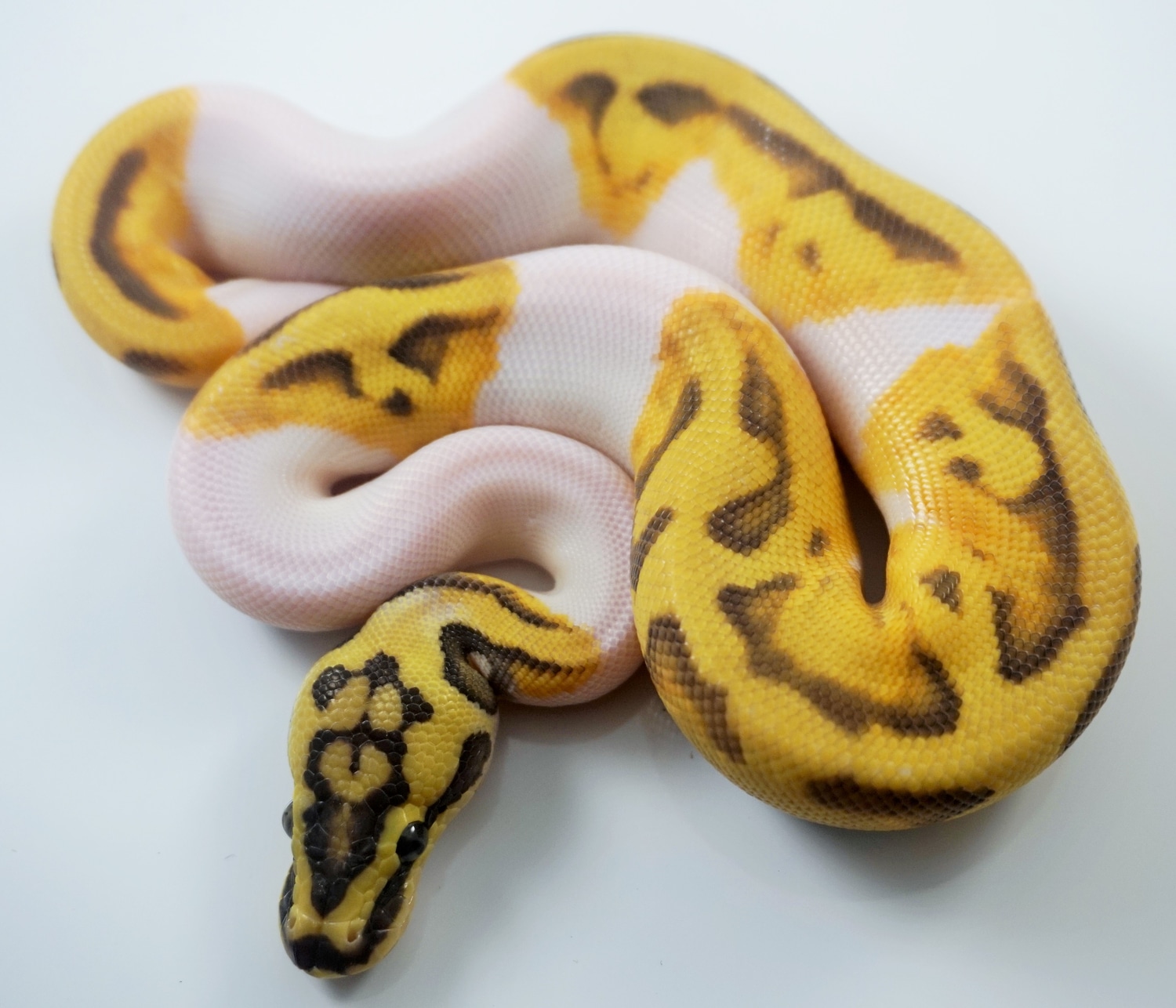 Super Enchi Pastel Piebald Dbl Het Ghost Clown Ball Python by Royal ...