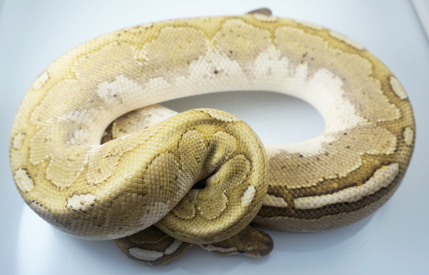 Bamboo Black Pastel Het Ultramel Ball Python by Royal Ambassador ...