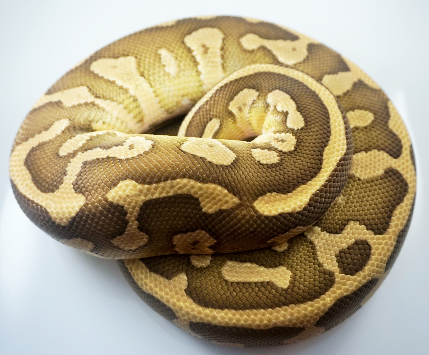 Lesser Acid Ball Python by Royal Ambassador Reptiles - MorphMarket