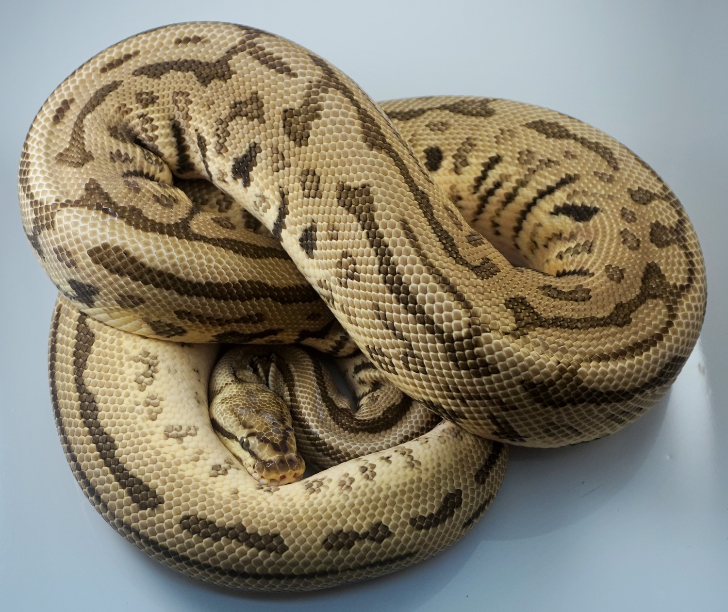Phantom Leopard Bumble Bee Het Clown Het Piebald Ball Python by Royal Ambassador Reptiles ...