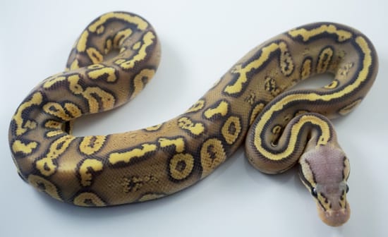 Pastel Stranger Ghost Het Clown Ball Python by Royal Ambassador Reptiles