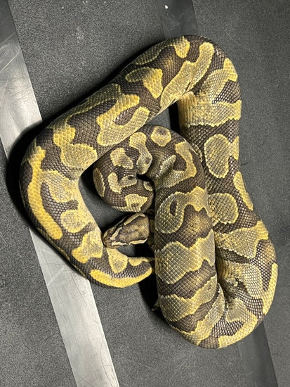 Hypo Enchi Het Pied Ball Python by Royal Ambassador Reptiles