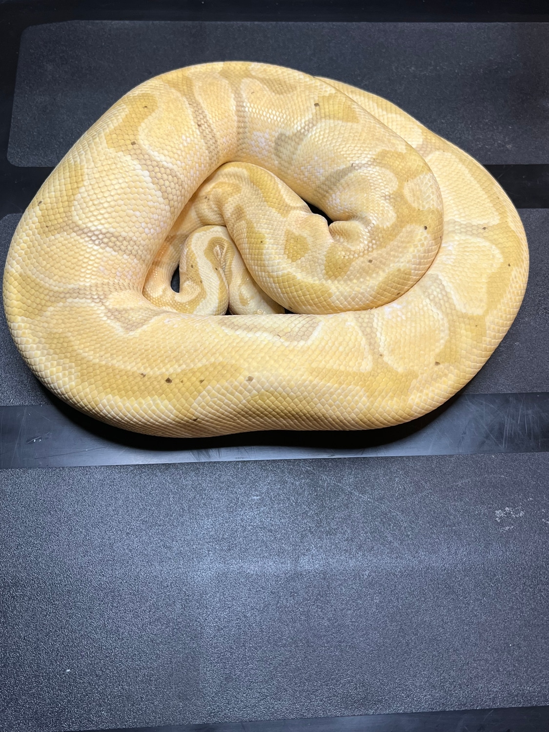 Pastel Enchi Banana Vanilla Ball Python by Royal Ambassador Reptiles ...