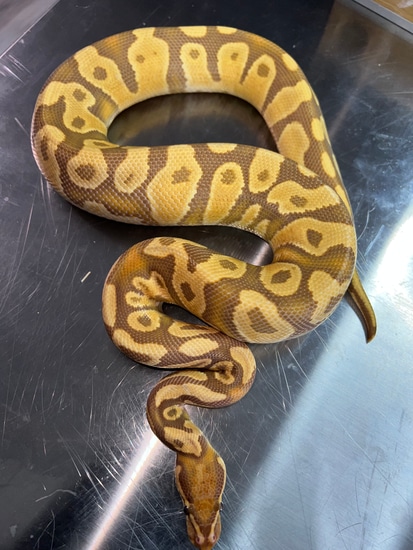 Orange Dream Yellow Belly Ultramel Ball Python by Royal Ambassador Reptiles
