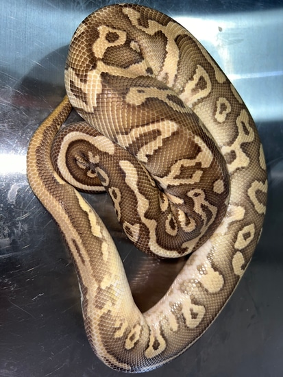 Pastel Lesser Leopard Het Ultramel Ball Python by Royal Ambassador Reptiles