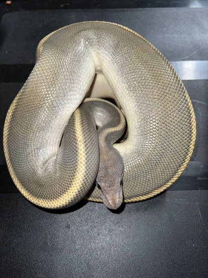 Black Pastel Hypo Genetic Stripe Ball Python by Royal Ambassador Reptiles