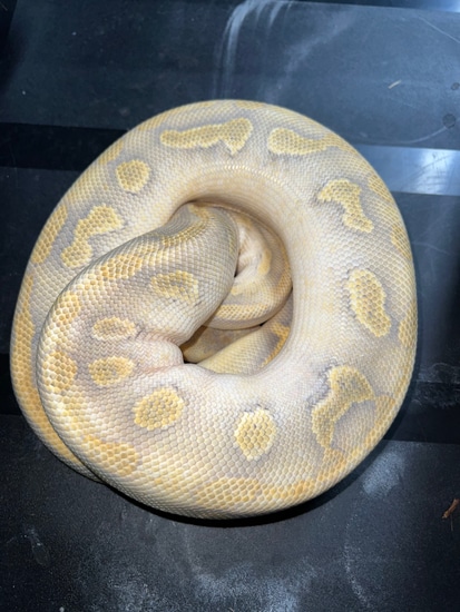 Hypo Enchi Champagne Het Clown Ball Python by Royal Ambassador Reptiles
