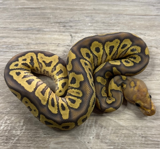 Hypo Clown Ball Python by Royal Ambassador Reptiles
