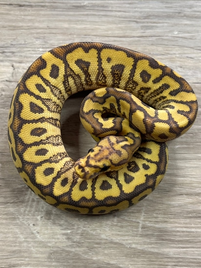 Spotnose Hypo Clown Ball Python by Royal Ambassador Reptiles