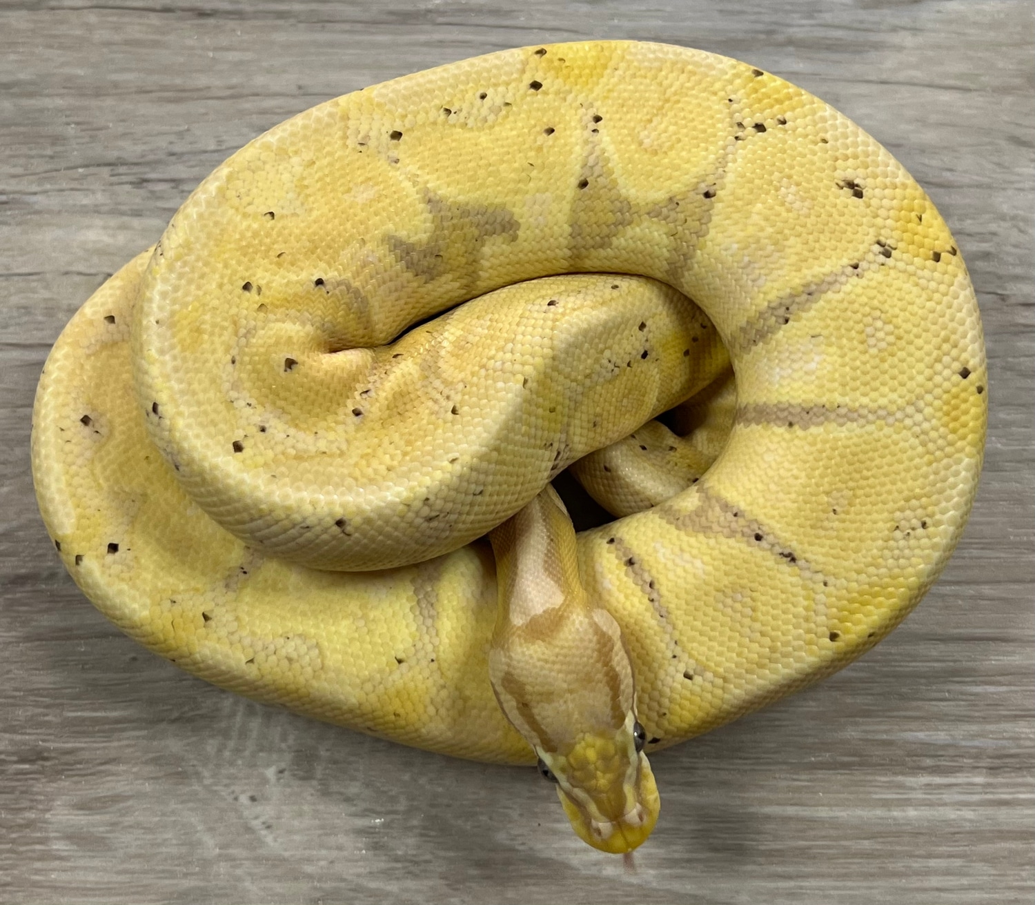 Banana Pastel Het Piebald Ball Python by Royal Ambassador Reptiles ...