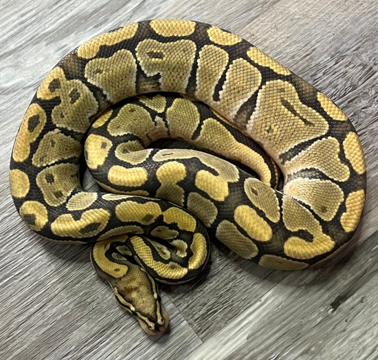 Hypo Vanilla Red Stripe Ball Python by Royal Ambassador Reptiles