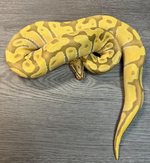 Orange Dream Enchi Vanilla Hypo Ball Python by Royal Ambassador Reptiles