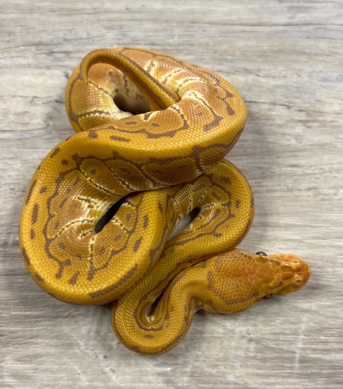 Pinstripe Ultramel Het Clown Ball Python by Royal Ambassador Reptiles