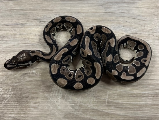 Vpi Axanthic Het Clown Ball Python by Royal Ambassador Reptiles